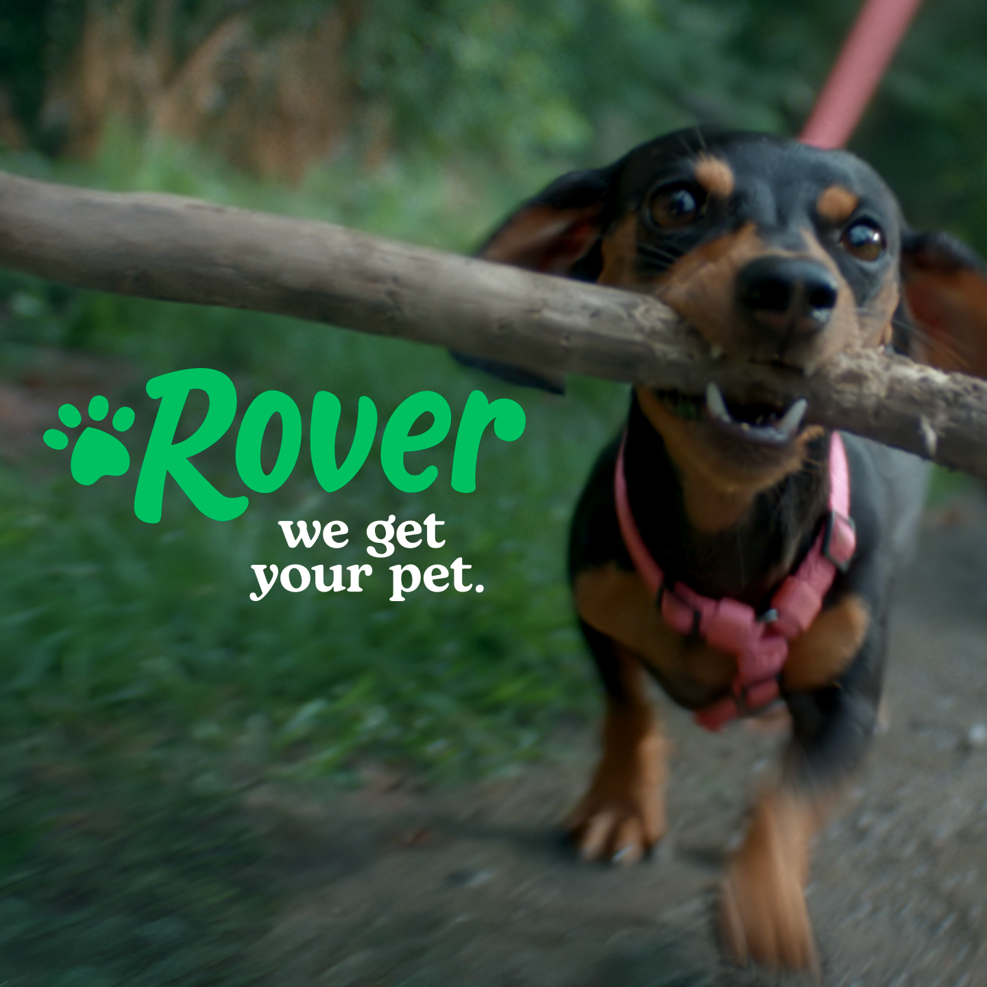 Rover Launches Adorable 'We Get Your Pet' Ad Campaign - Parade Pets