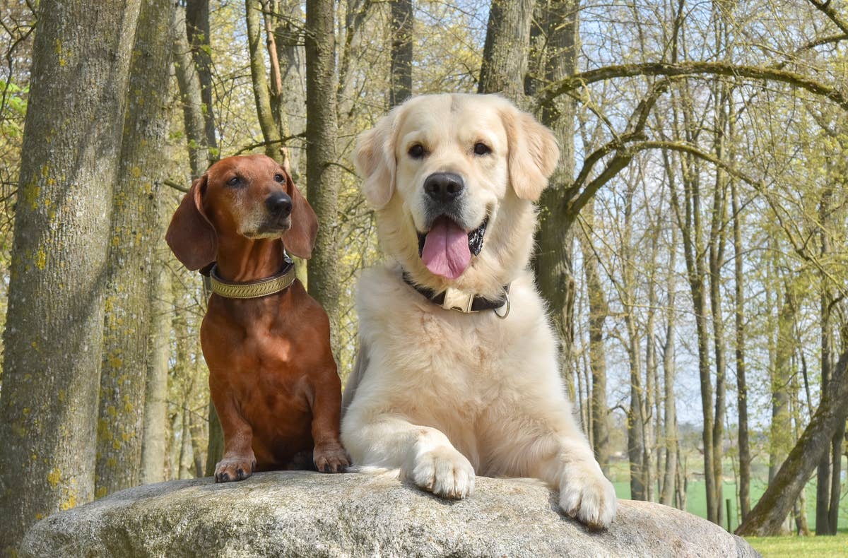 This Unexpected Dog Romance Created the Cutest Rare Mix We’ve Ever Seen ...