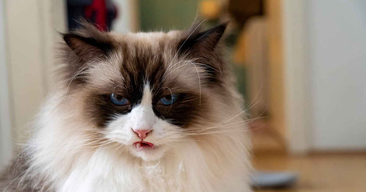 Ragdoll's Jealous Reaction to Mom Playing With Cat Sibling Is Such a ...