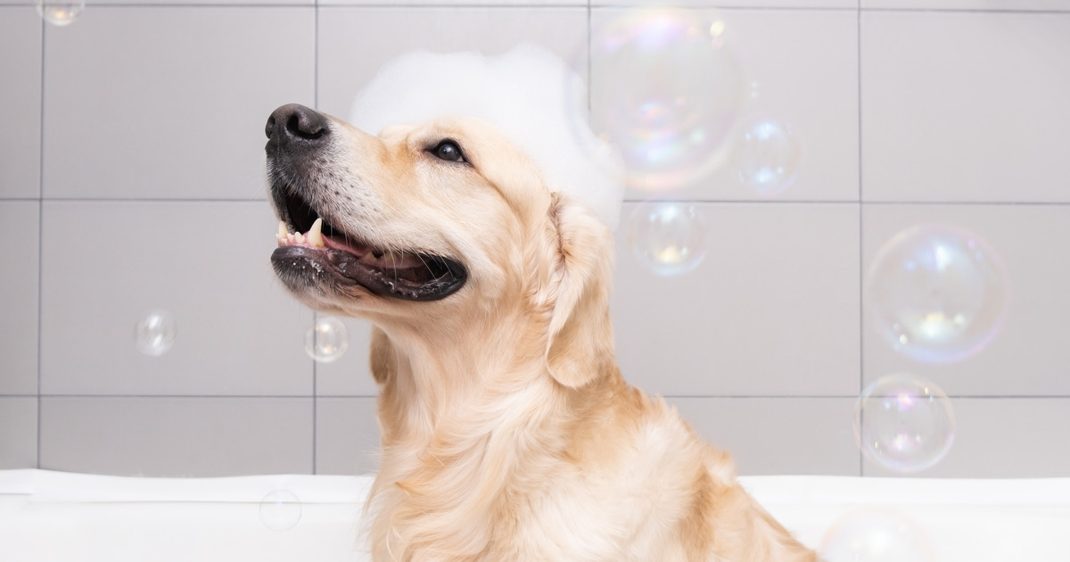 Golden Retriever Joins Scared Foster Dog in the Tub and It's So Sweet ...