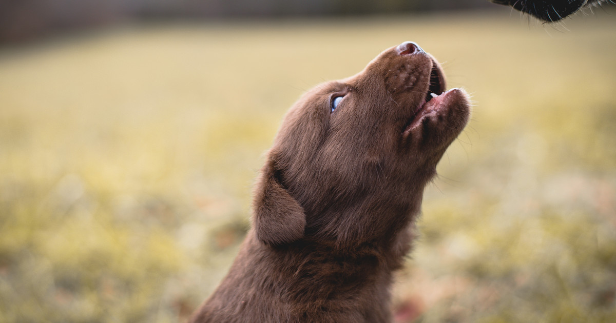 Chocolate Labrador Teaches Human Baby To Howl in Absolutely Precious ...
