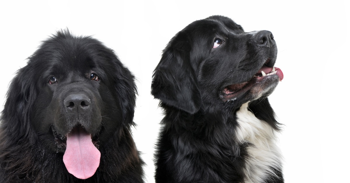 Newfoundland’s Headlock Hug for Fluffy Brother Looks Straight Out of ...