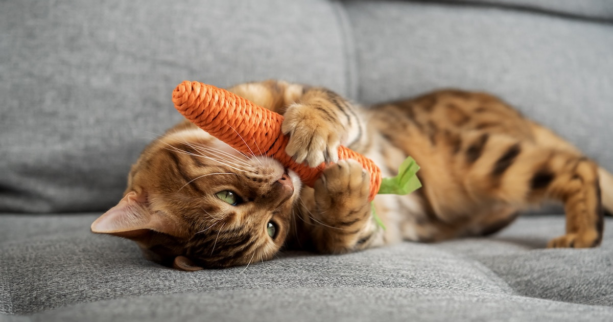 Bengal Cat’s Funny Somersaults Are the Best Trick - Parade Pets