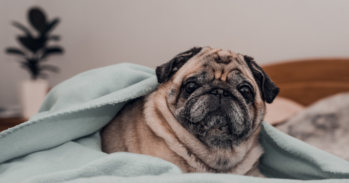 Pug Sporting Pumpkin Hat on the London Tube Just Won Halloween - Parade ...
