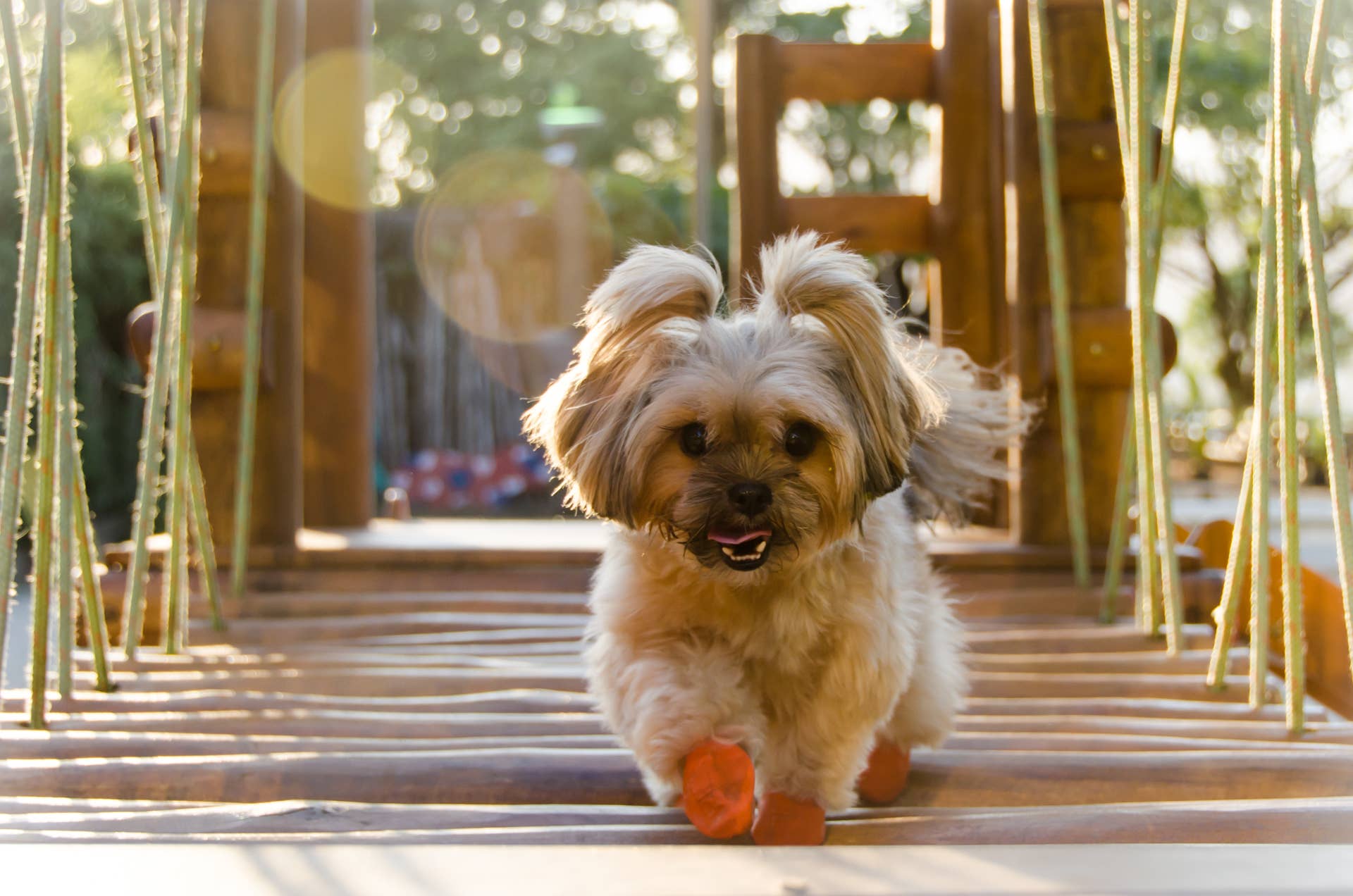Sassy Shih-Tzu 'Demands' Mom's Eggs Like the Cutest Dictator - Parade Pets