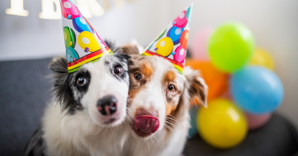 22 Best Birthday Freebies and Discounts for Dogs - Parade Pets