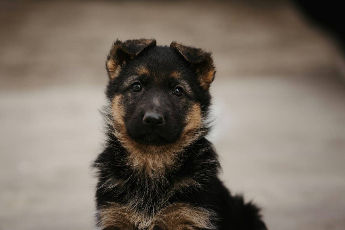 Little German Shepherd Puppy Shows off All the Tricks She Learned in ...