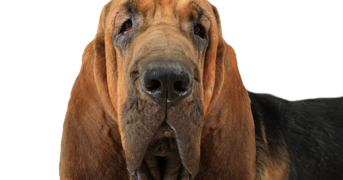 Chihuahua and Bloodhound's Adorable Friendship Is the Definition of ...