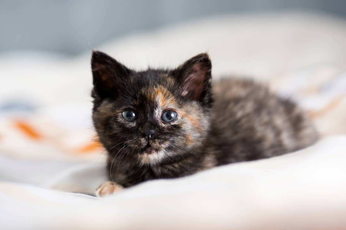 Tiny Talented Tortoiseshell Kitten Hits Every Beat of Usher's 'Glitch ...