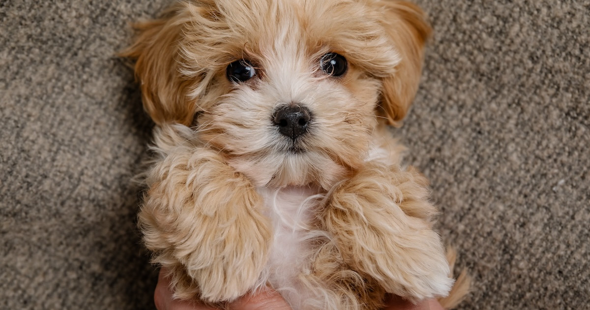 Maltipoo's Hilarious 'Jumpscare' Photoshoot Is Everything - Parade Pets