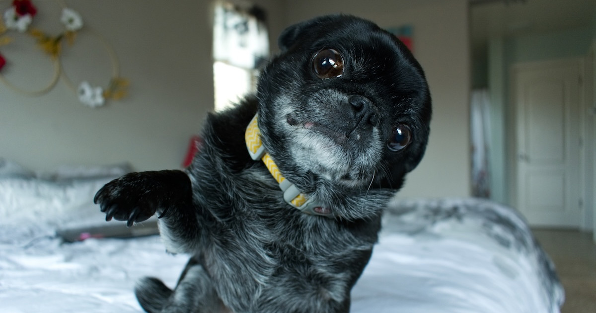 Pug ‘High Fives’ Mom After She Rescues Him Like a Cool Kid - Parade Pets
