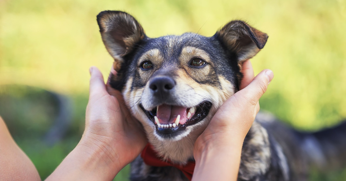 5 Most Gentle Dog Breeds for Families, Say Vets - Parade Pets