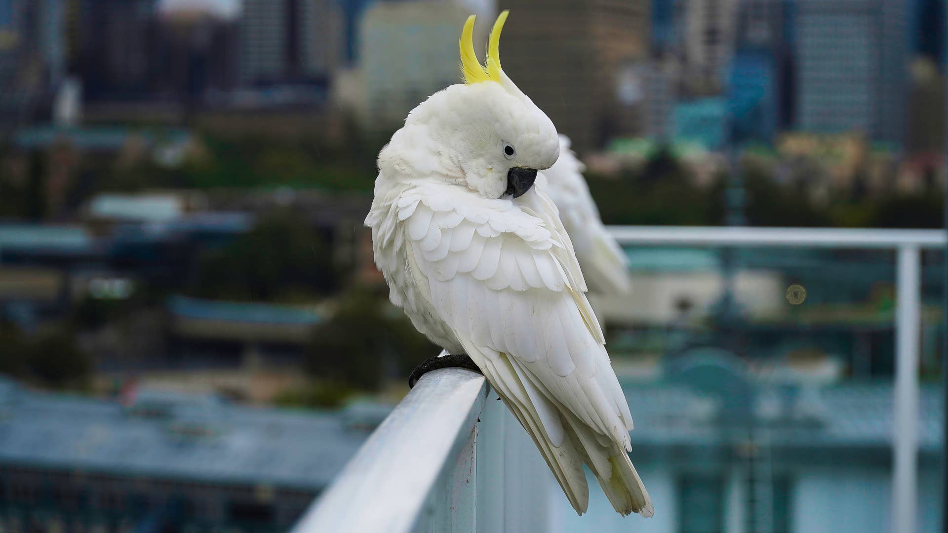 Clever Cockatoo 'Breaks Free' From Her Cage With Ease - Parade Pets