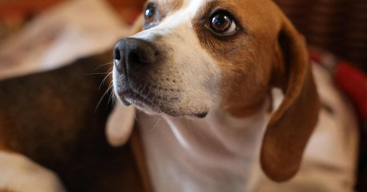 Beagle Sweetly 'Guarding' New Human Sibling During Nap Wins Nanny of ...