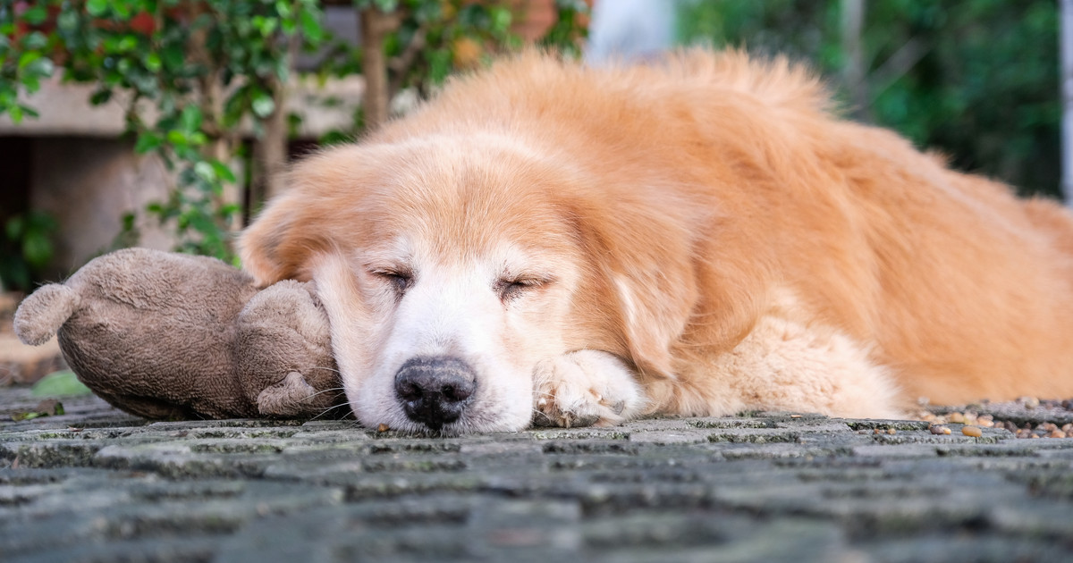 Senior Golden Retriever Napping in Yard To Enjoy 'Last Days' Has Everyone Sobbing - Parade Pets