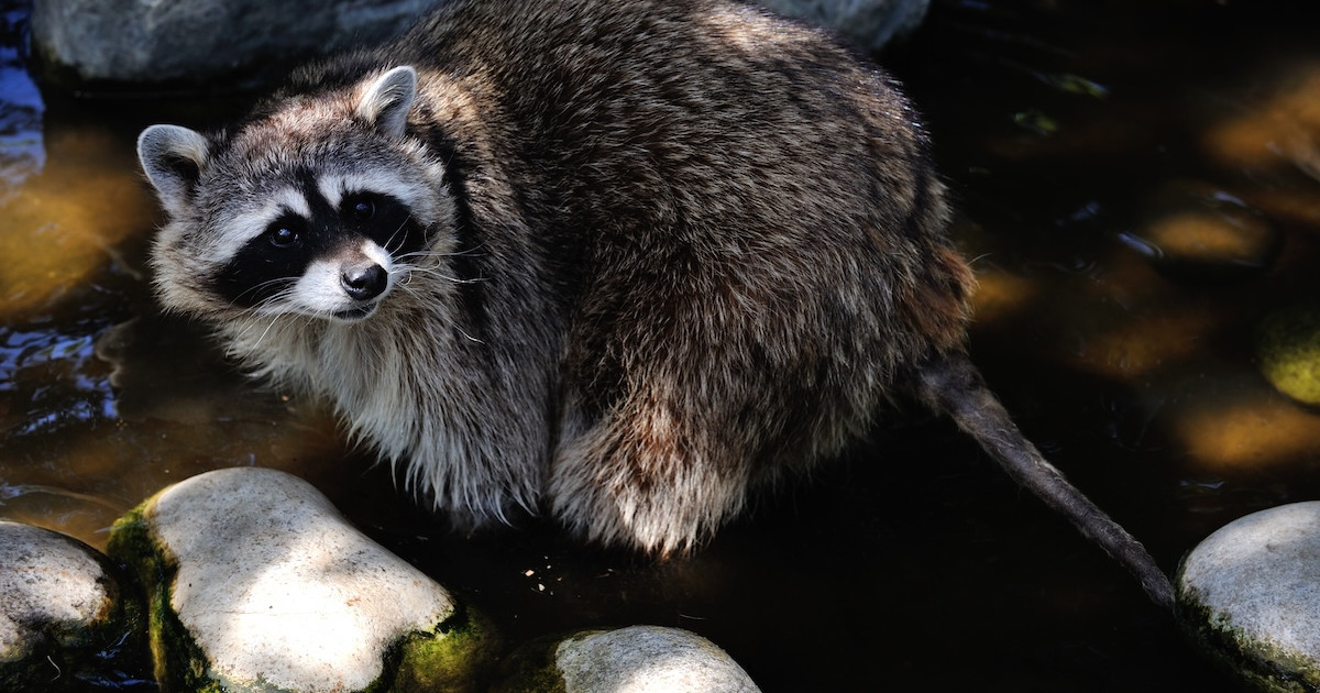 Couple Saves Raccoon Struggling to Swim In Epic Rescue Mission - Parade ...