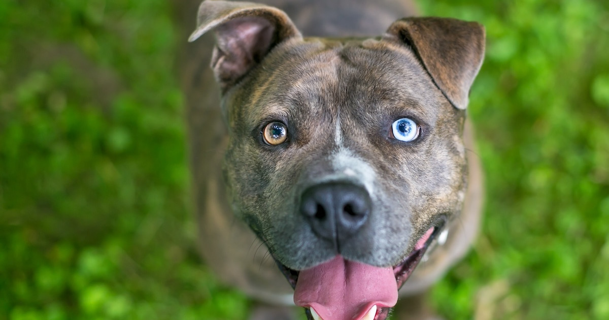 NYC Rescue Dog Loves Being 'Serenaded' by Famous Foster Parents ...