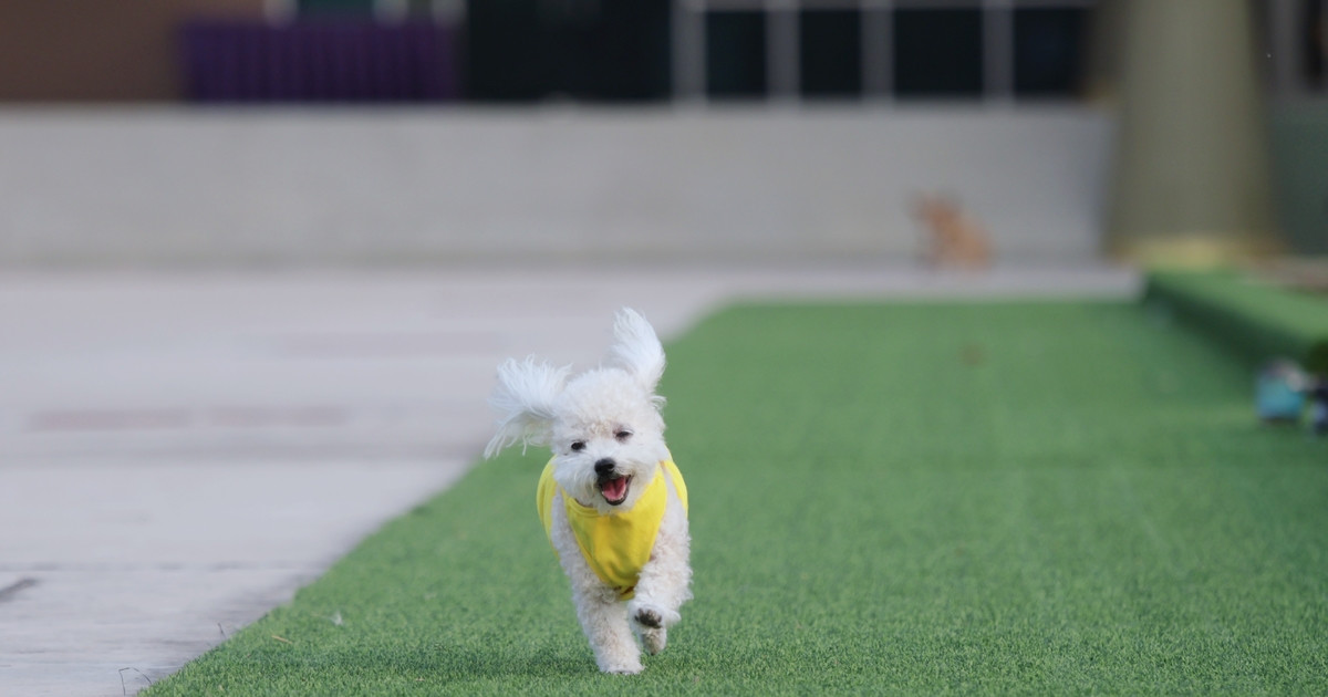 Shih-Poo With 'Human Face' Shows off Impeccable Manners in Sunflower ...