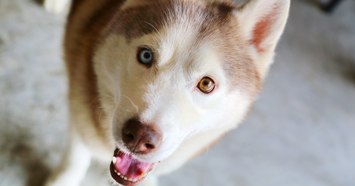 Husky Mix Saved From the Streets Thanks Her Rescuers With a Smile and ...