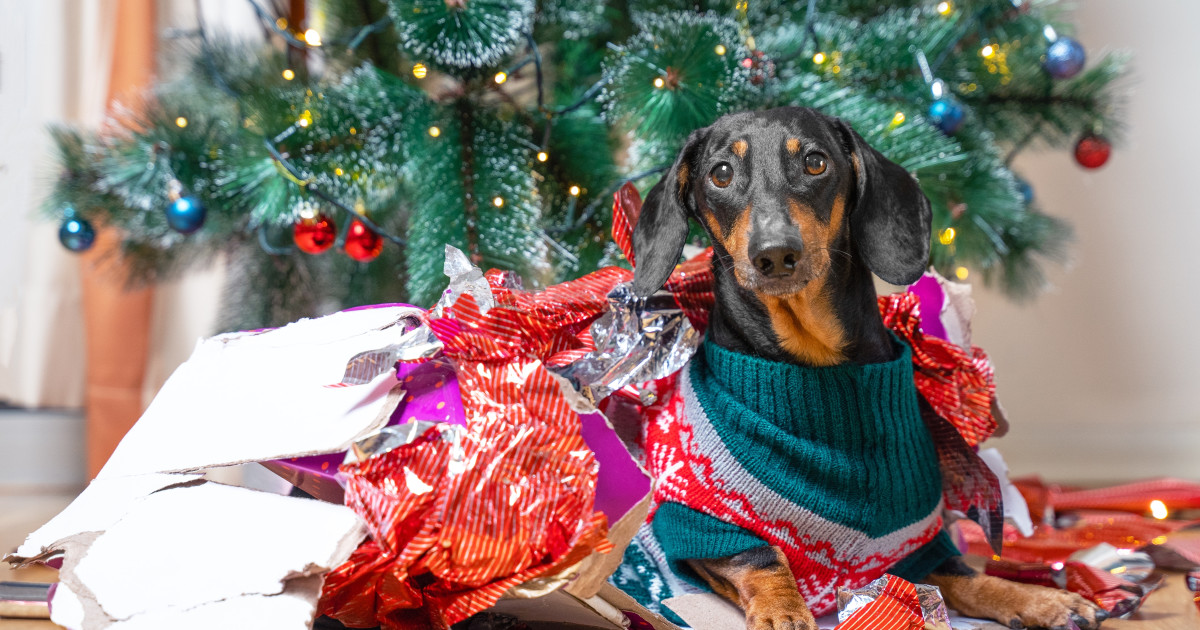 Small Breed Dogs are Using Cat Tunnels This Christmas—Here's Why ...