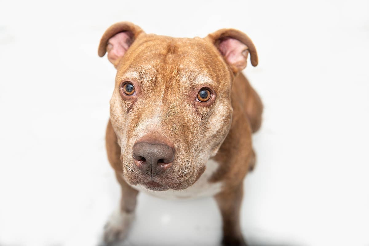 Emaciated Rescue Pit Bull Mix Gets 'Weigh-In' After 2 Weeks With Foster ...