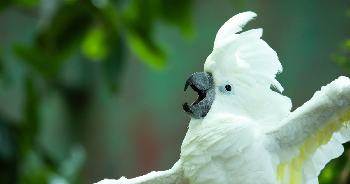Cockatoo's Thrill Over Fireman Saying 'Hello' Is Cuteness Overload ...