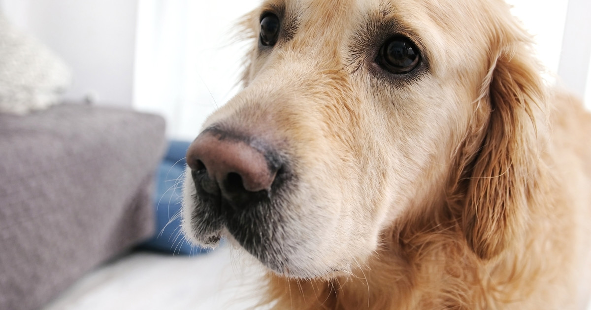 Golden Retriever's Reaction to Mom Stepping On Her Toe Is Pure Cuteness ...