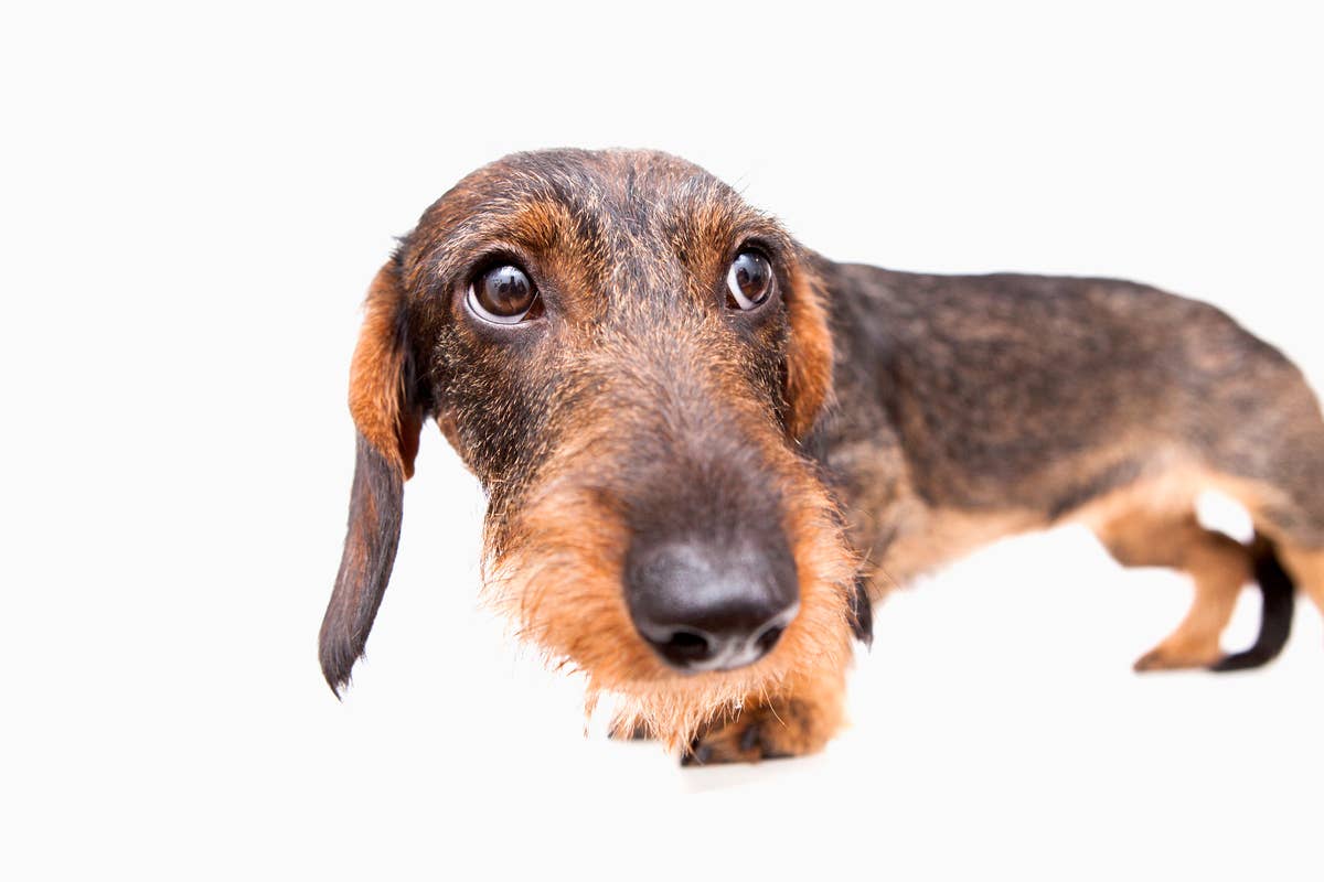 Dachshund's Precious Wave With His Tiny Little Leg Has the Internet ...