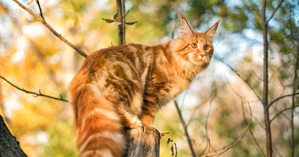 Maine Coon’s ‘Tail Turned Mop’ Is a Multipurpose King - Parade Pets