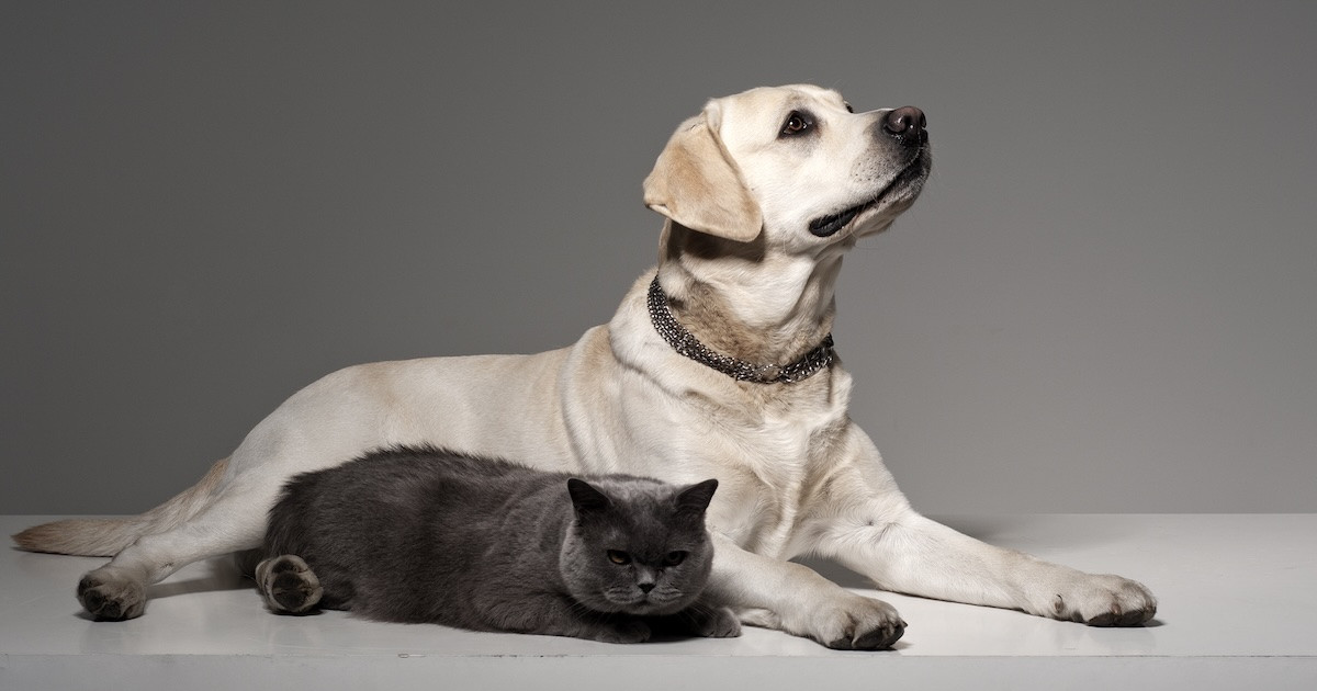 Sweet Family Cat Comforts Senior Dog With Massages After Rehab and It’s ...
