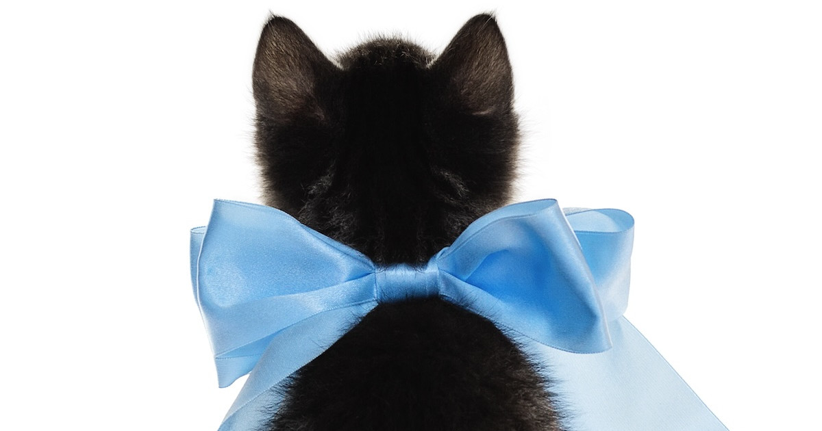 Pretty Black Rescue Kitten Shines Bright in Her Rhinestone Collar and ...