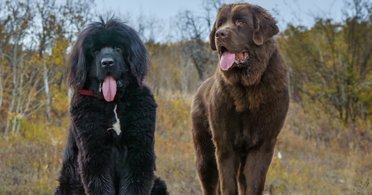 Giant Newfoundlands on a Sunday Stroll With Their Stuffies Are Pure ...