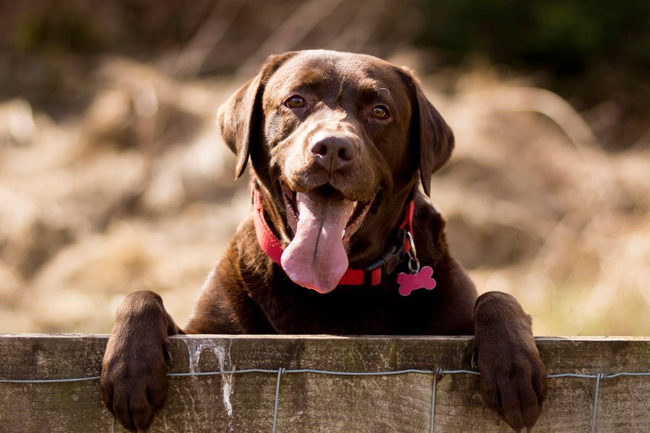7 Classic Dog Breeds Vets Say Are the Most Loyal Companions - Parade Pets