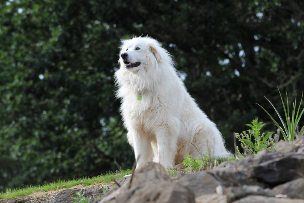 Great Pyrenees' Funny Way of Playing 'Hero' to Golden Retrievers Is the ...