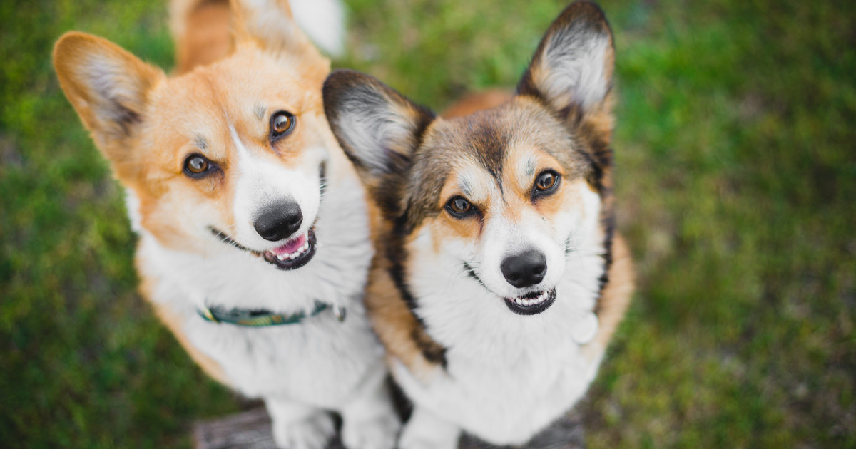 Corgi Meets New Puppy Sibling and Gets 'Promoted to Big Brother ...