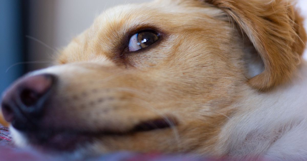 Golden Retriever Has Big Feelings When New Foster Puppy Moves in and It ...