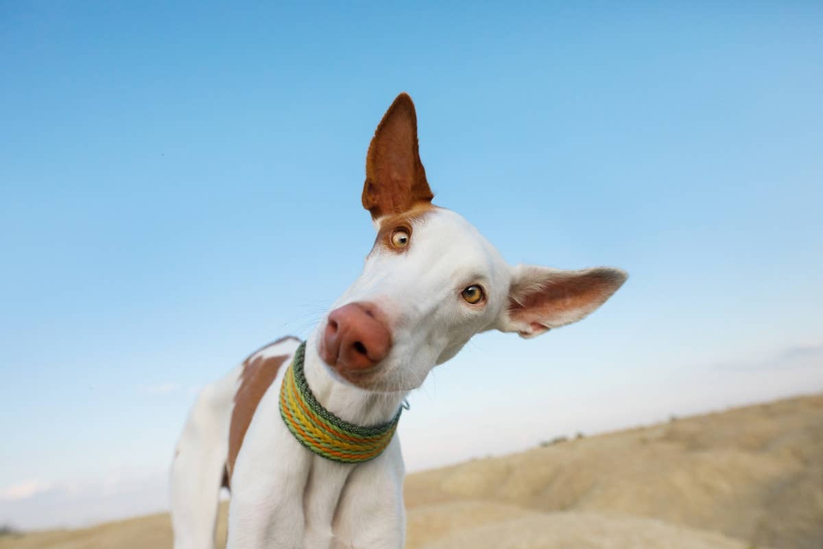 Rare Dog Breed Known as ‘The Great Forgotten’ Charms Everyone With His ...