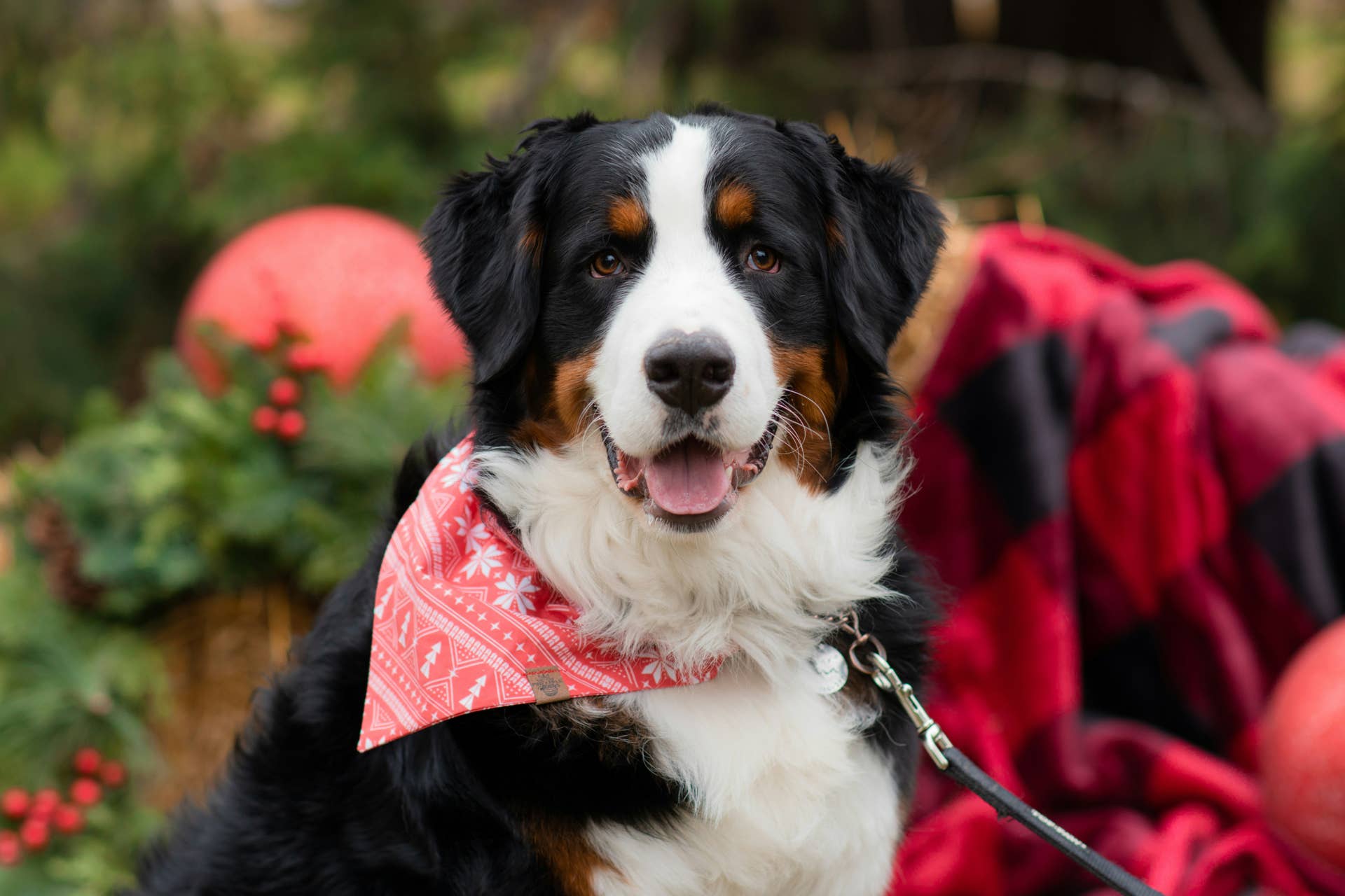 Rare Bernese Mountain-Corgi Mix Puppy Has Everyone Smitten - Parade Pets