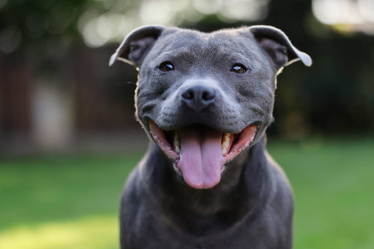 Staffordshire Terrier Refusing to Let Baby Daddy Meet Puppies Is ...