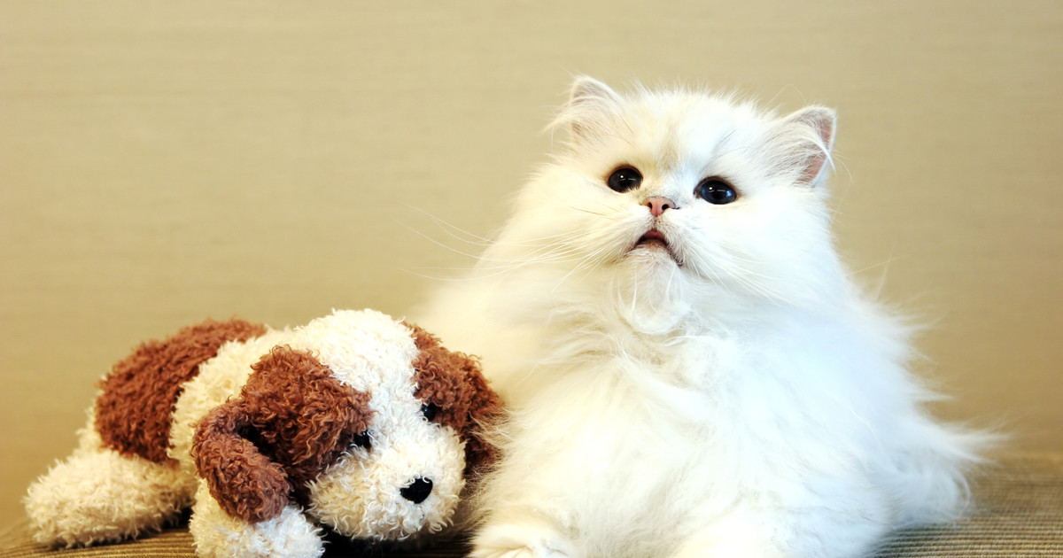 Genius Chinchilla 'Doll Face' Persian Cat Looks Like an 'Angel Gremlin ...