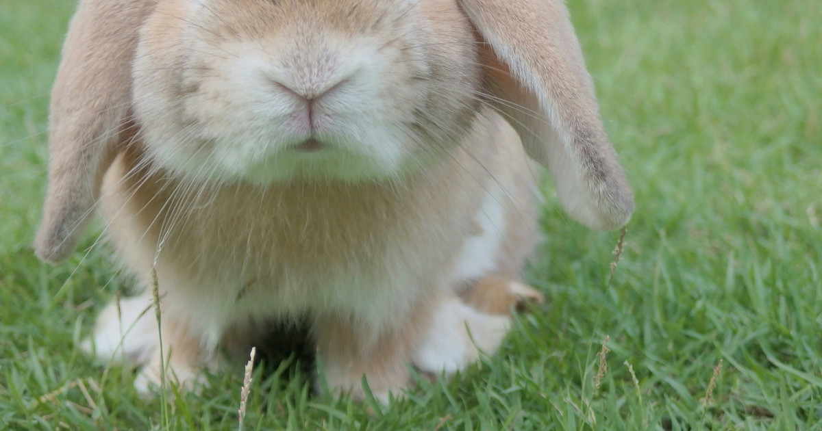 Theodore the Bunny's Cold Shoulder Is No Match for Mom - Parade Pets