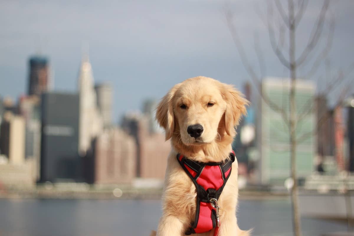Supportive Golden Retriever High-Fives Every Runner at the NYC Marathon ...