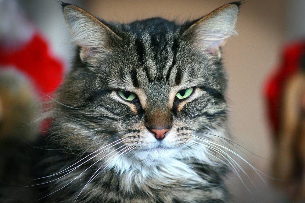 Sassy Cat's Angst Over Having to Wait for Lunch Time Will Crack You Up ...
