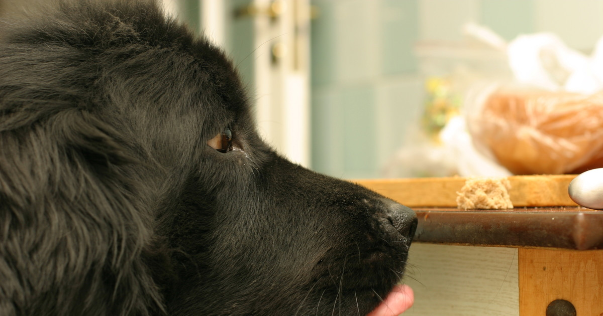 Newfoundland Acts Like the 'Breakfast Police' Hoping to Get Some of Mom ...