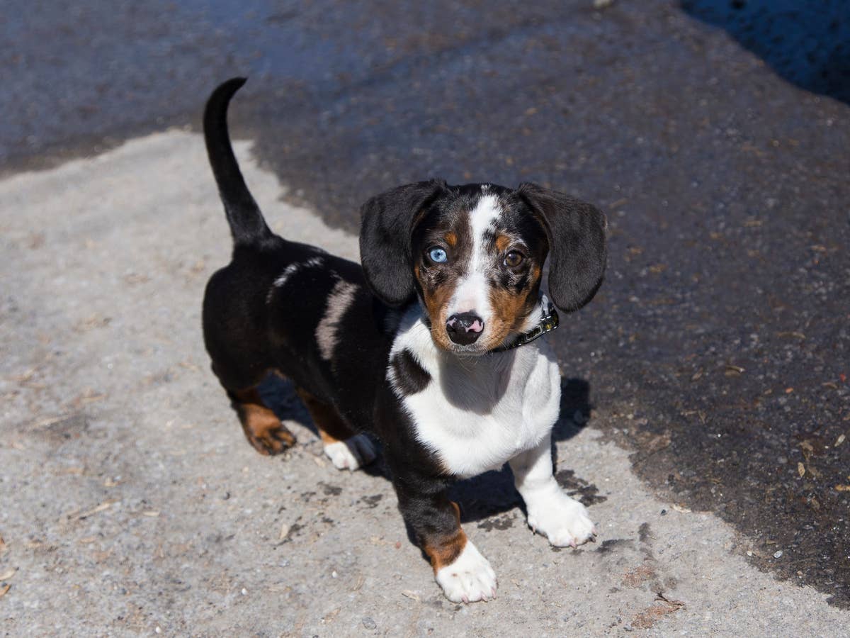 Rare Dachshund Puppy With Heterochromia Can Barely Keep His Beautiful ...