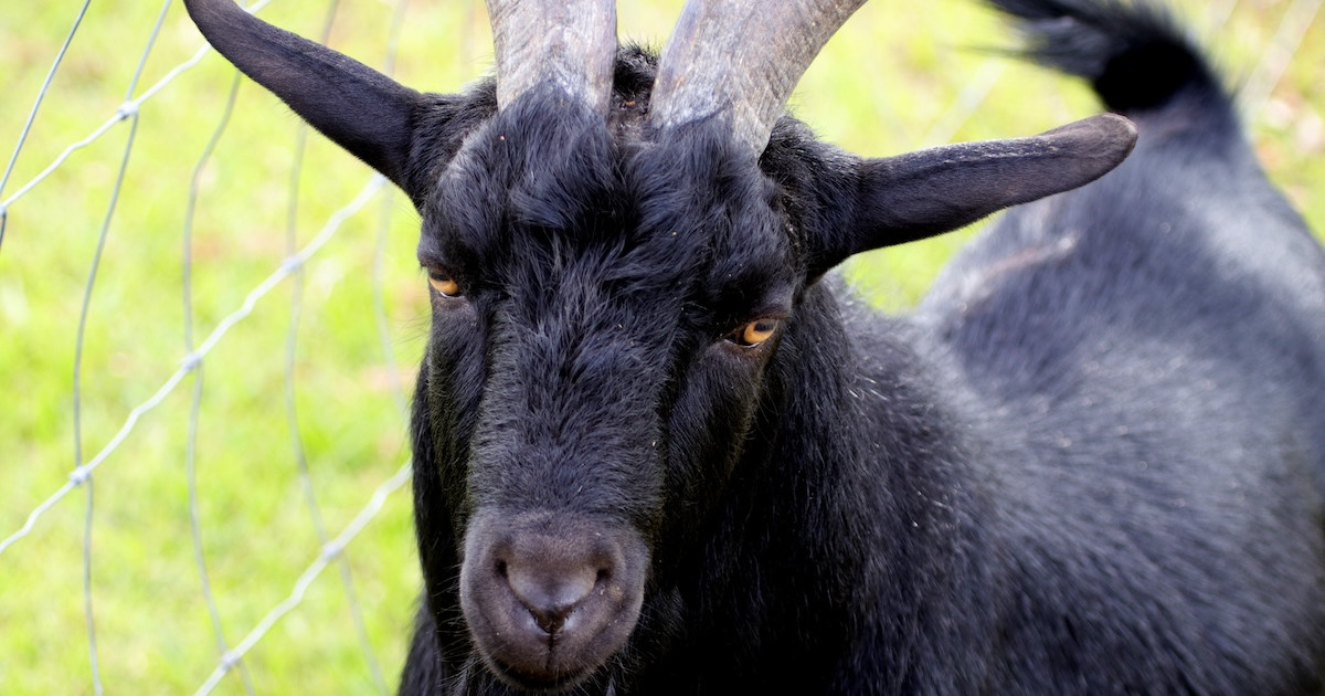 Loose Goat Hilariously 'Terrorizes' Detroit Neighborhood - Parade Pets