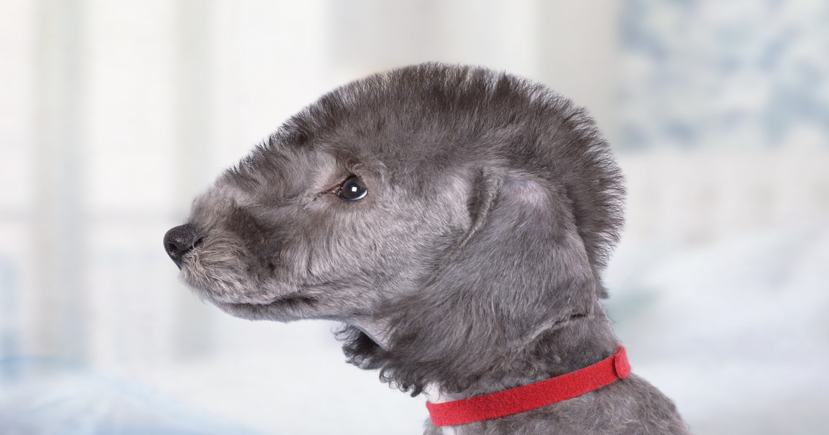 Bedlington Terrier Puppy's Unique 'Noodle' Head Is Even Cuter as ...