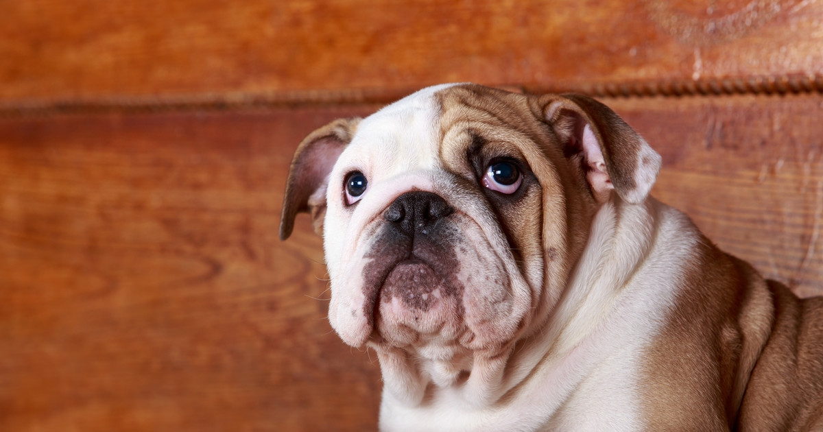 Funny English Bulldog Becomes 'Mountain Goat' During 'Midlife Crisis ...