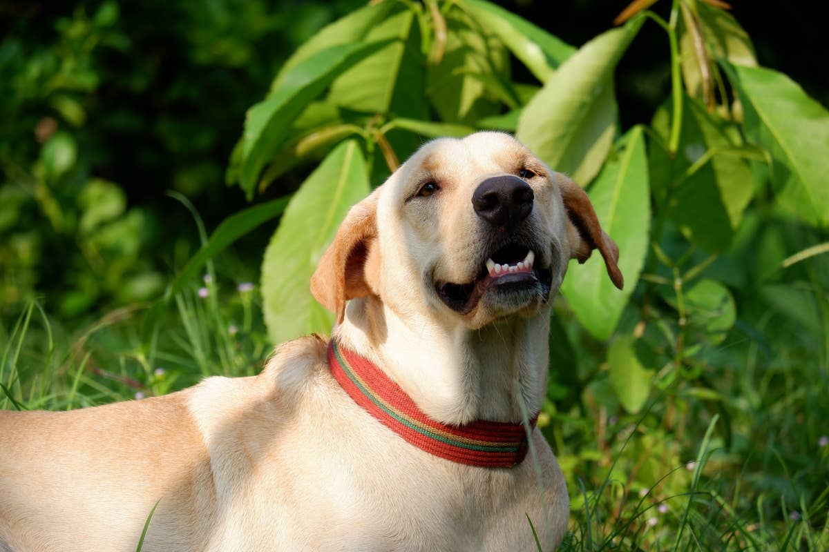 Labrador's Adorable Chatter Sounds Like He's Stapling Papers - Parade Pets