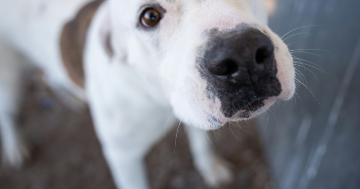 Pit Bull Mix Decides Between a Walk or Snuggles and We Totally Agree ...